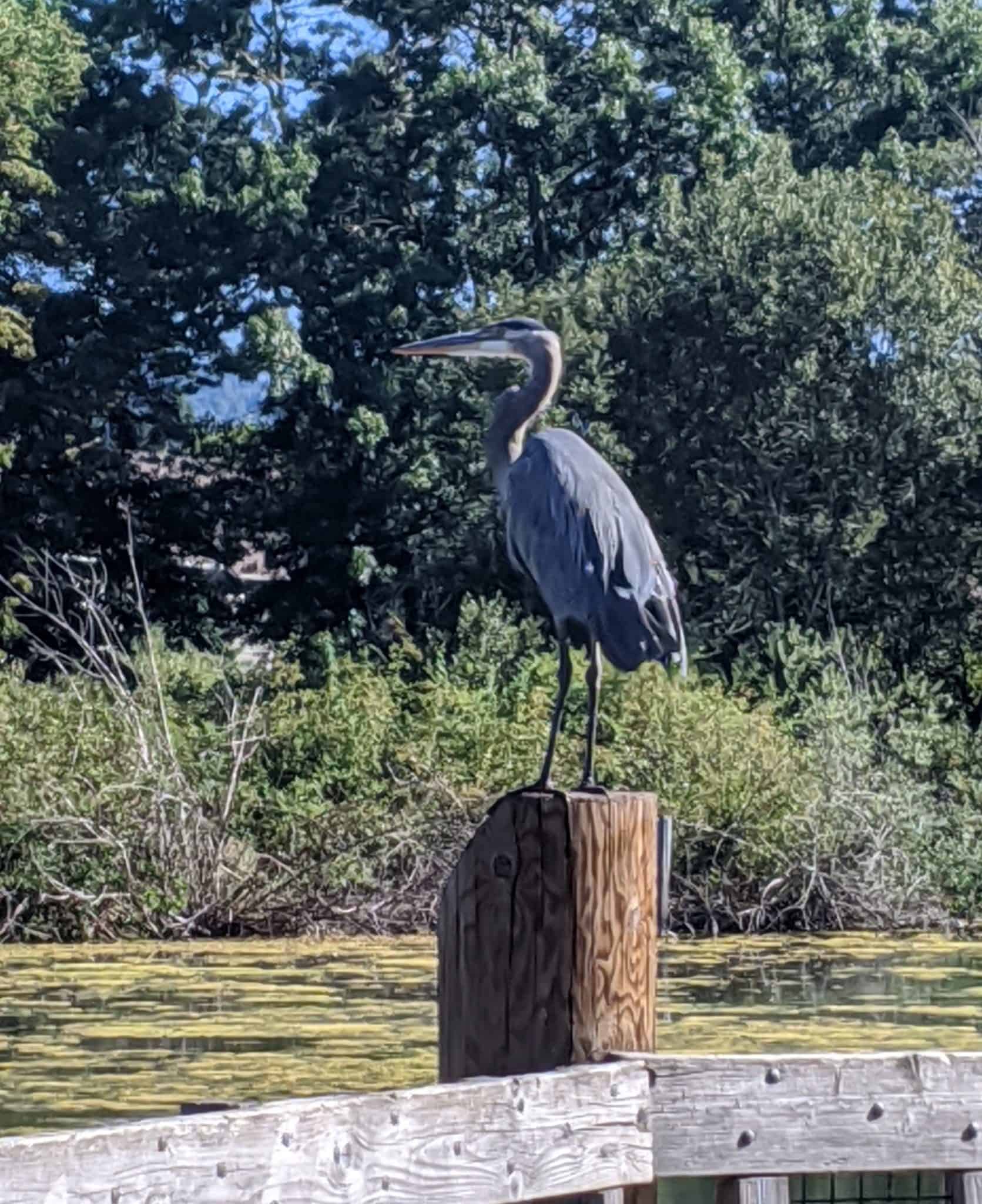 Where to See Wildlife Near Portland - PDX Parent