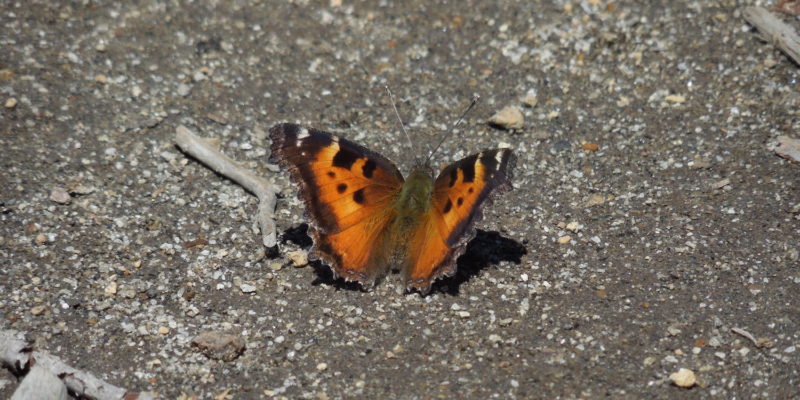 Tips for Local Bug Watching with Kids - PDX Parent