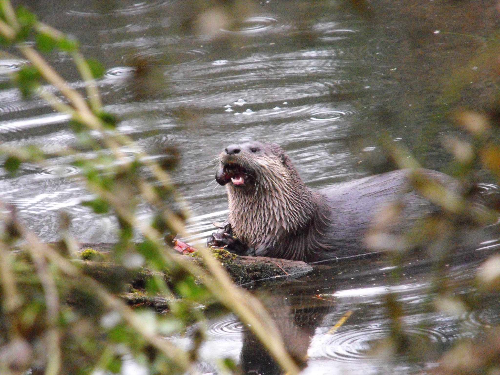 Neighborhood We Love: Eastmoreland - PDX Parent