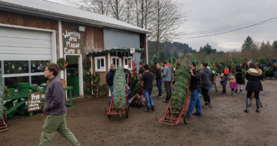 The Best U-Cut Holiday Tree Farms near Portland, OR