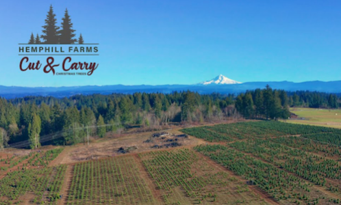 The Best U-Cut Holiday Tree Farms near Portland, OR