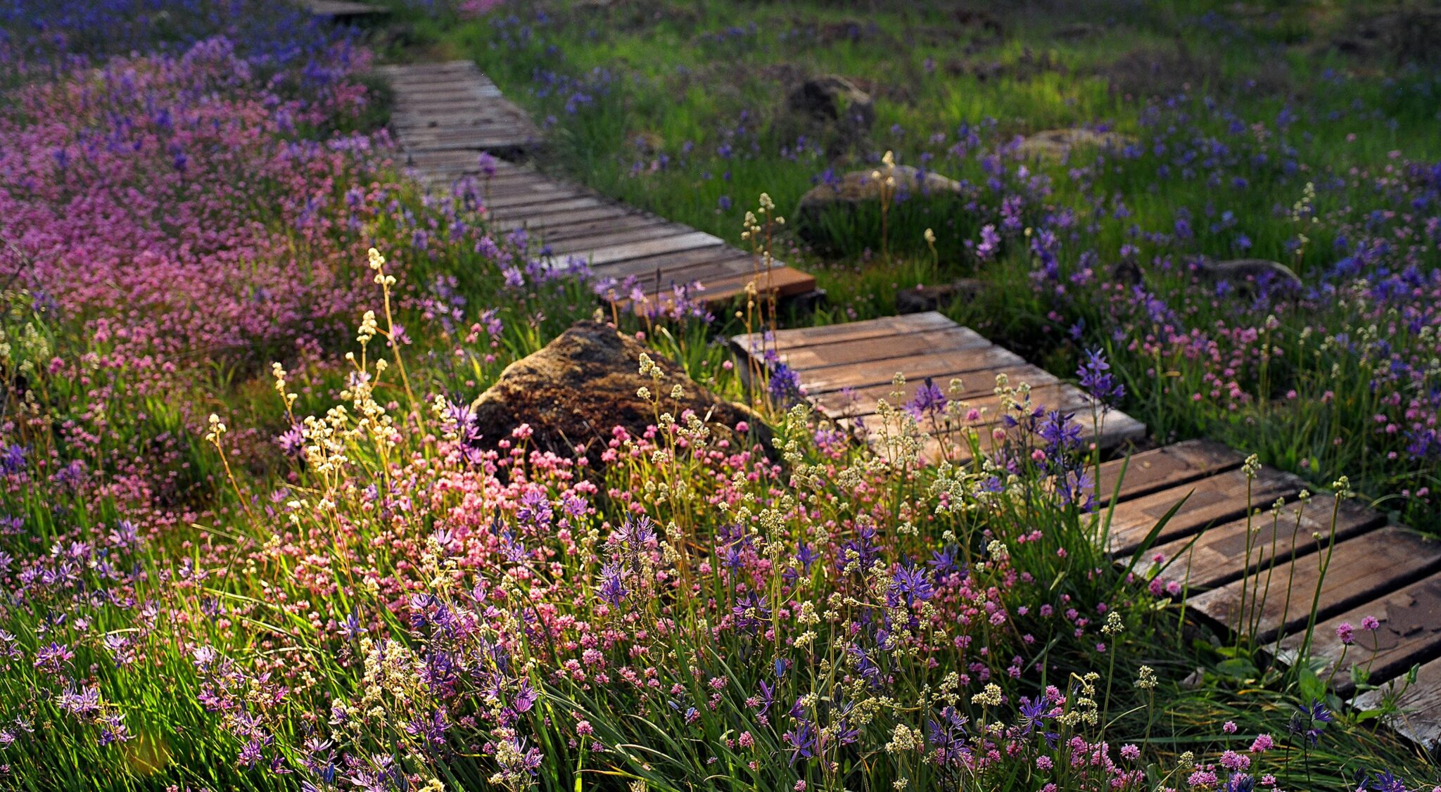 5 Wildflower Hikes Near Portland, Oregon
