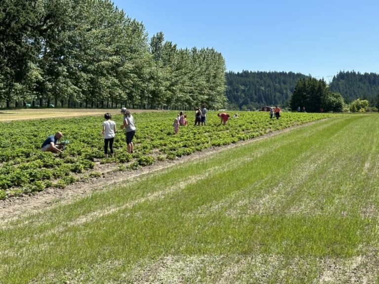 U-Pick Berry Farms Near Portland, OR