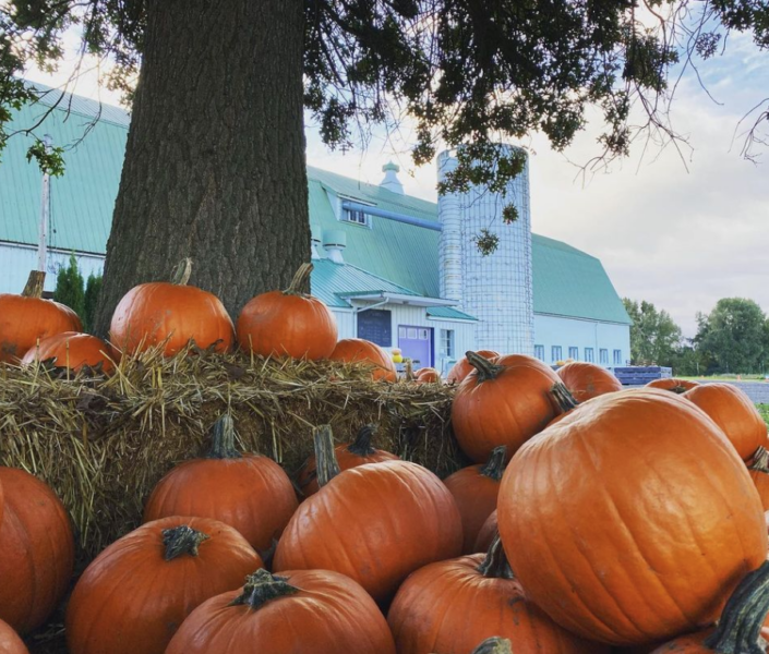 The Best Pumpkin Patches in and near Portland, OR